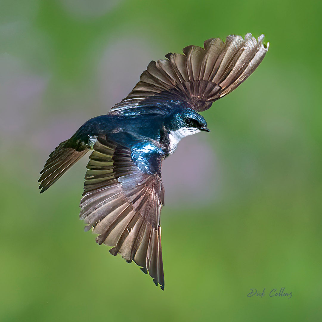 Tree Swallow in Flight Ready to Hang Dye Sublimation Photo / Wild Bird ...