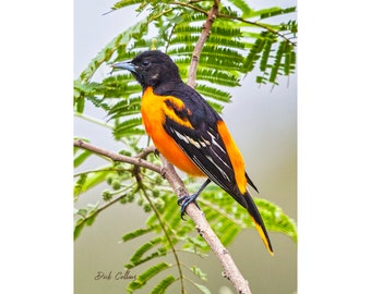 WOOD DUCK Ready to Hang Dye Sublimation Print - Etsy