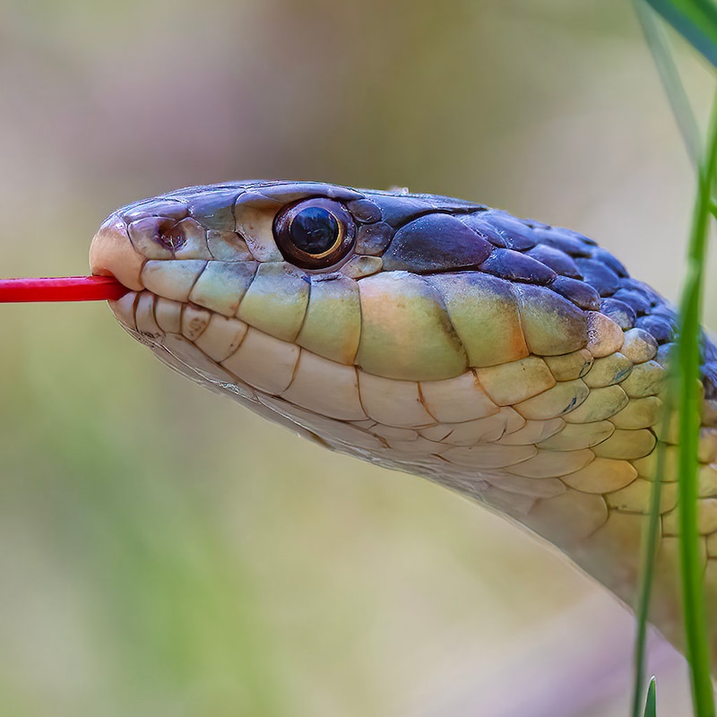 Real Snake Skin - Etsy