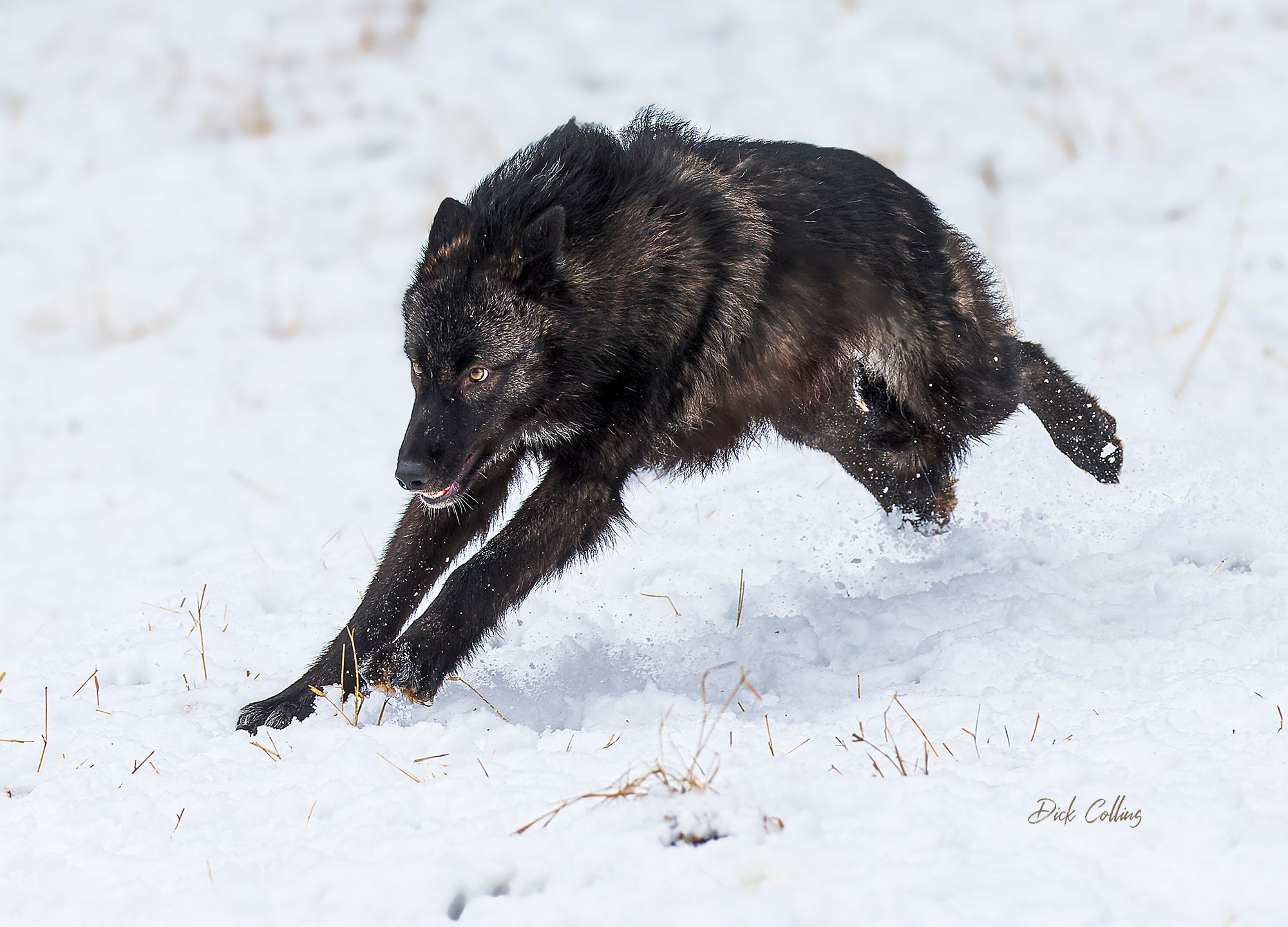 Running Black Wolf