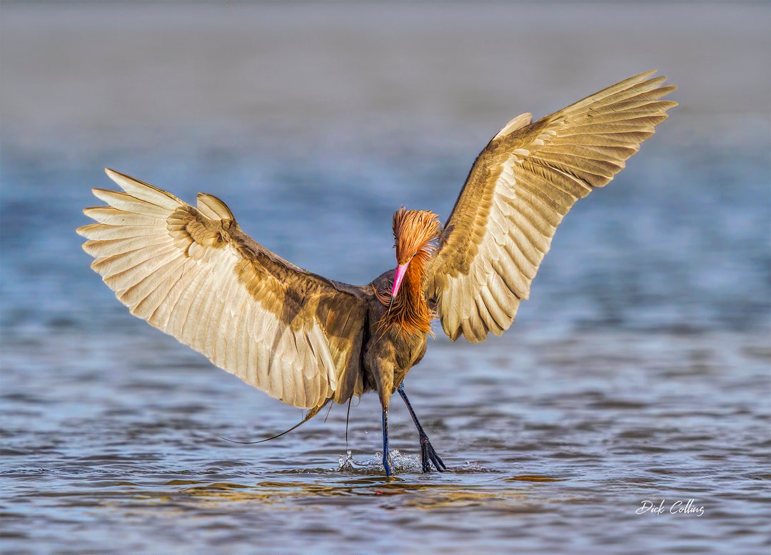 REDDISH EGRET Ready to Hang Dye-sublimation Photo / Heron / Wading ...
