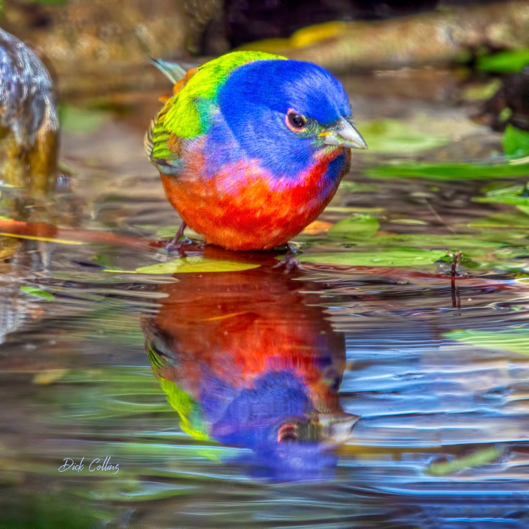 PAINTED BUNTING REFLECTION Ready to Hang Dye Sublimation Photo ...