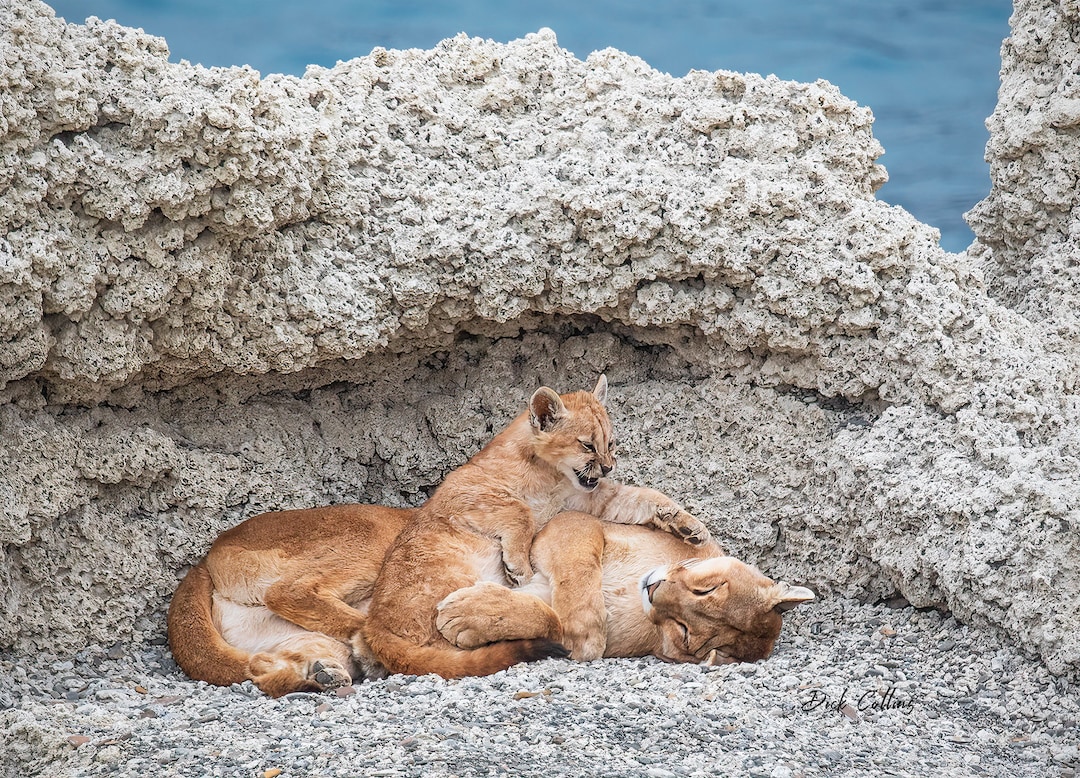 PUMA WITH CUB - "waking up Mom" Ready to Hang Photo. - Etsy