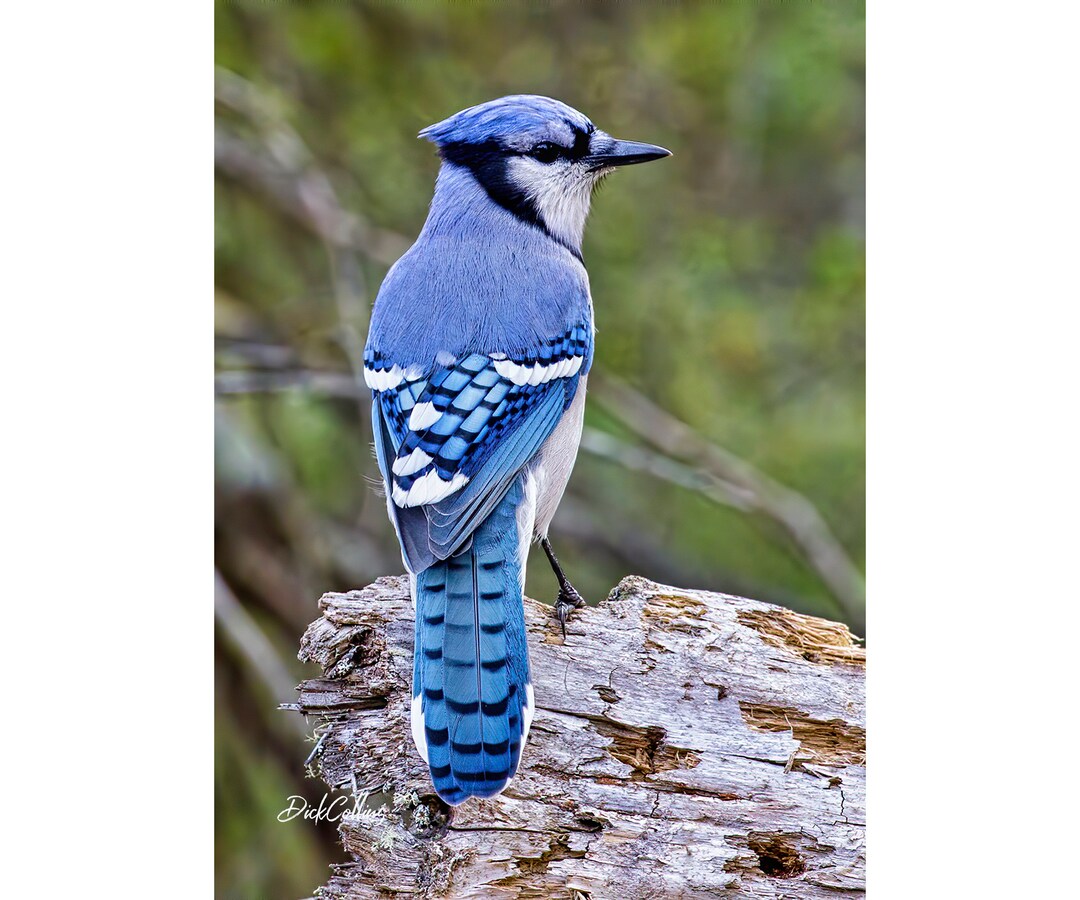 BLUE JAY Ready to Hang Dye Sublimation Print - Etsy