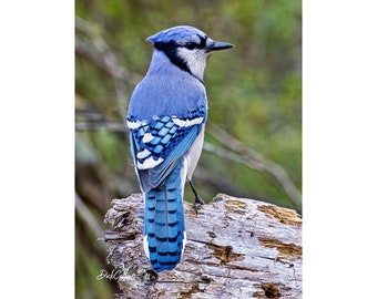 BLUE JAY FLYING Ready to Hang Dye Sublimation Print | Etsy