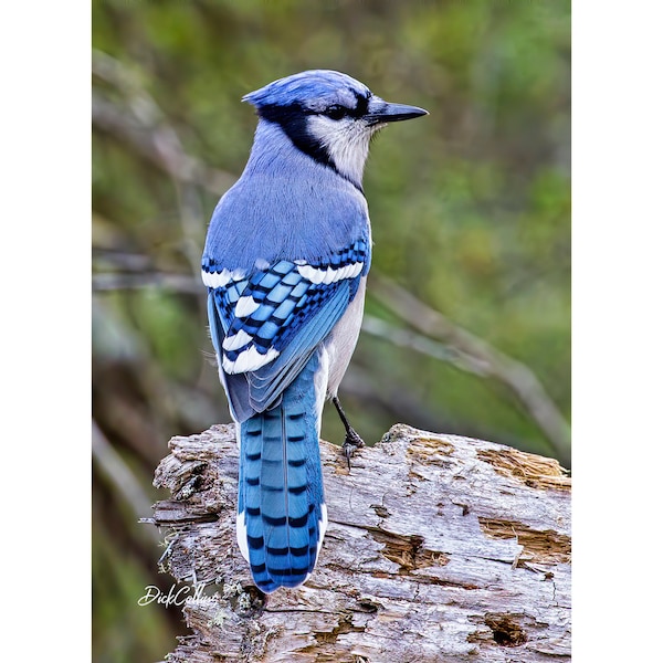 Blue Jay - Etsy