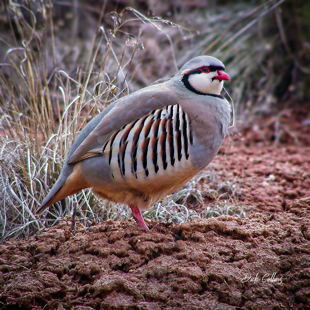 CHUKAR Partridge Ready to Hang Dye Sublimation Game Bird Print ...