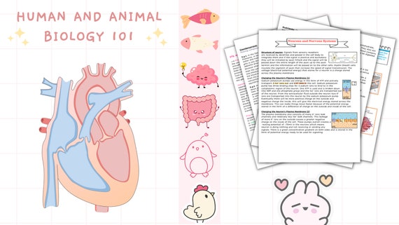 Human and Animal Biology 101 Digital Notes - Etsy