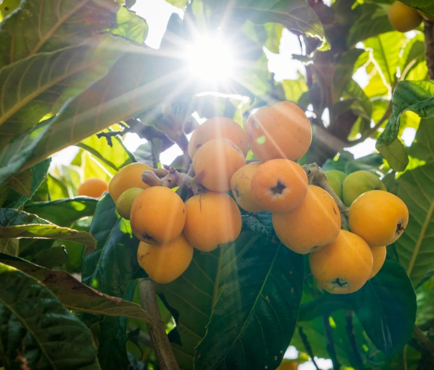 Organic Baby Loquat Trees ( Japanese Plum) Grown From Seed - Etsy