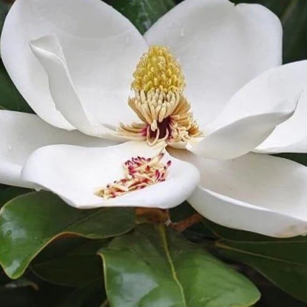 Big Magnolias - Etsy