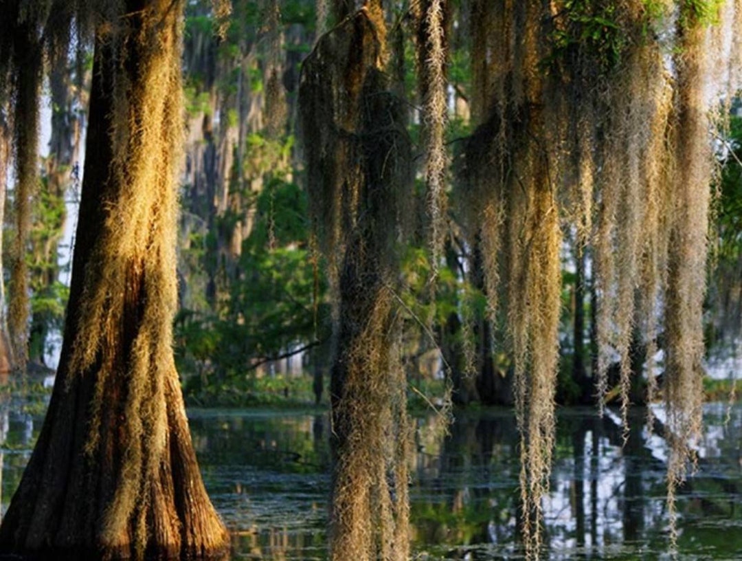Crystal Infused Mossy Swamp Water - Etsy