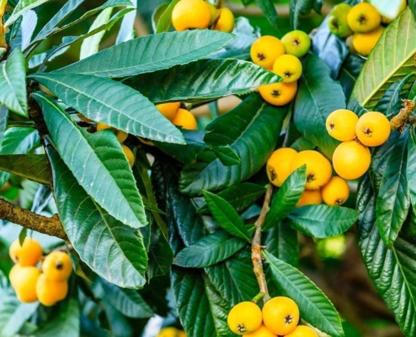 Organic Baby Loquat Trees ( Japanese Plum) Grown From Seed - Etsy