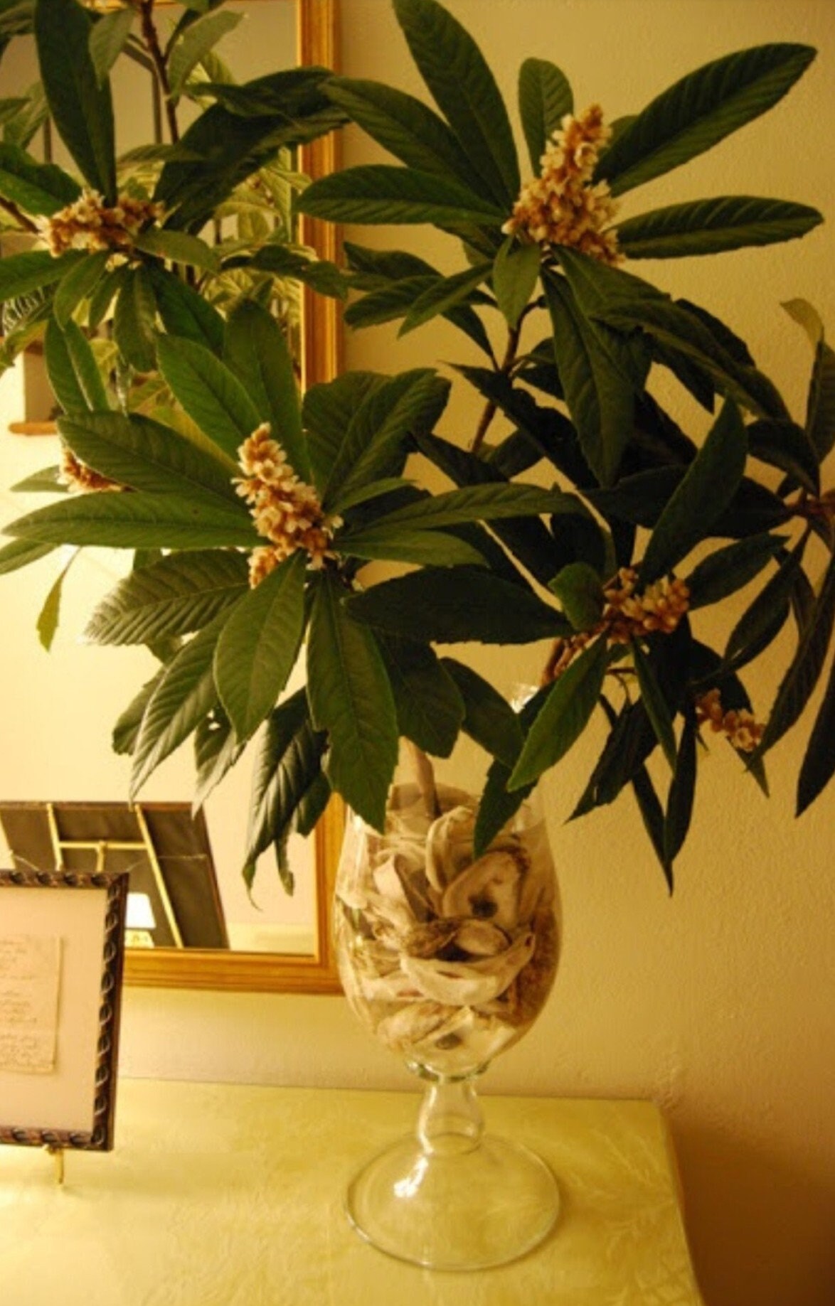 Organic Baby Loquat Trees ( Japanese Plum) Grown From Seed - Etsy