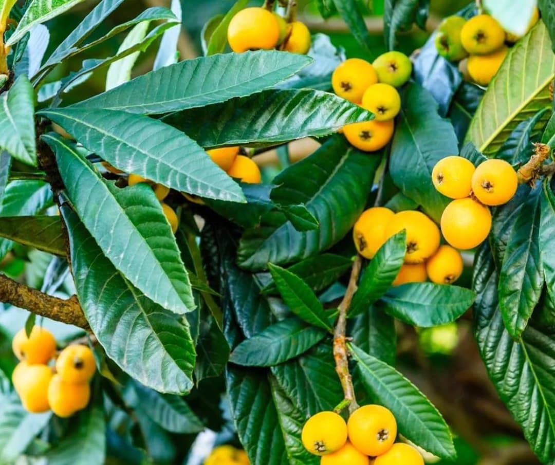 Organic Loquat Leaves (japanese Plum) 1 Gallon With Free Mystery Gift ...