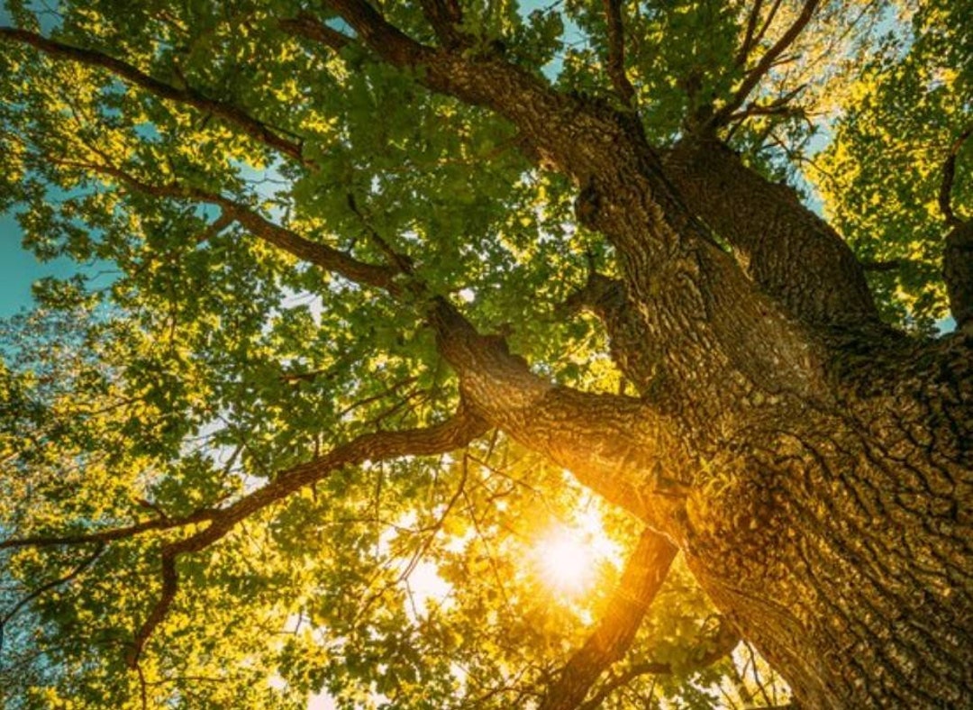 Organic Oak Leaves 1 Gallon From Florida - Etsy