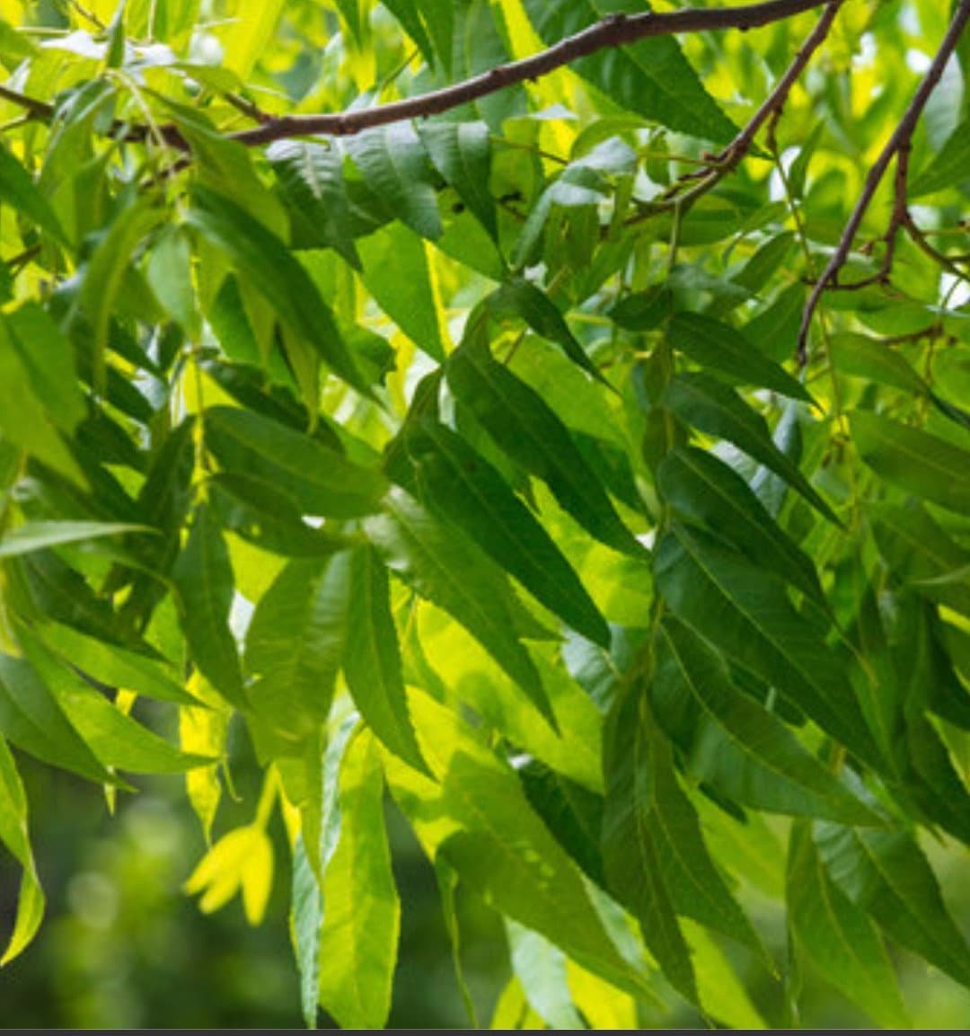 Organic Live Pecan Leaves 1 Gallon With Free Mystery Gift - Etsy