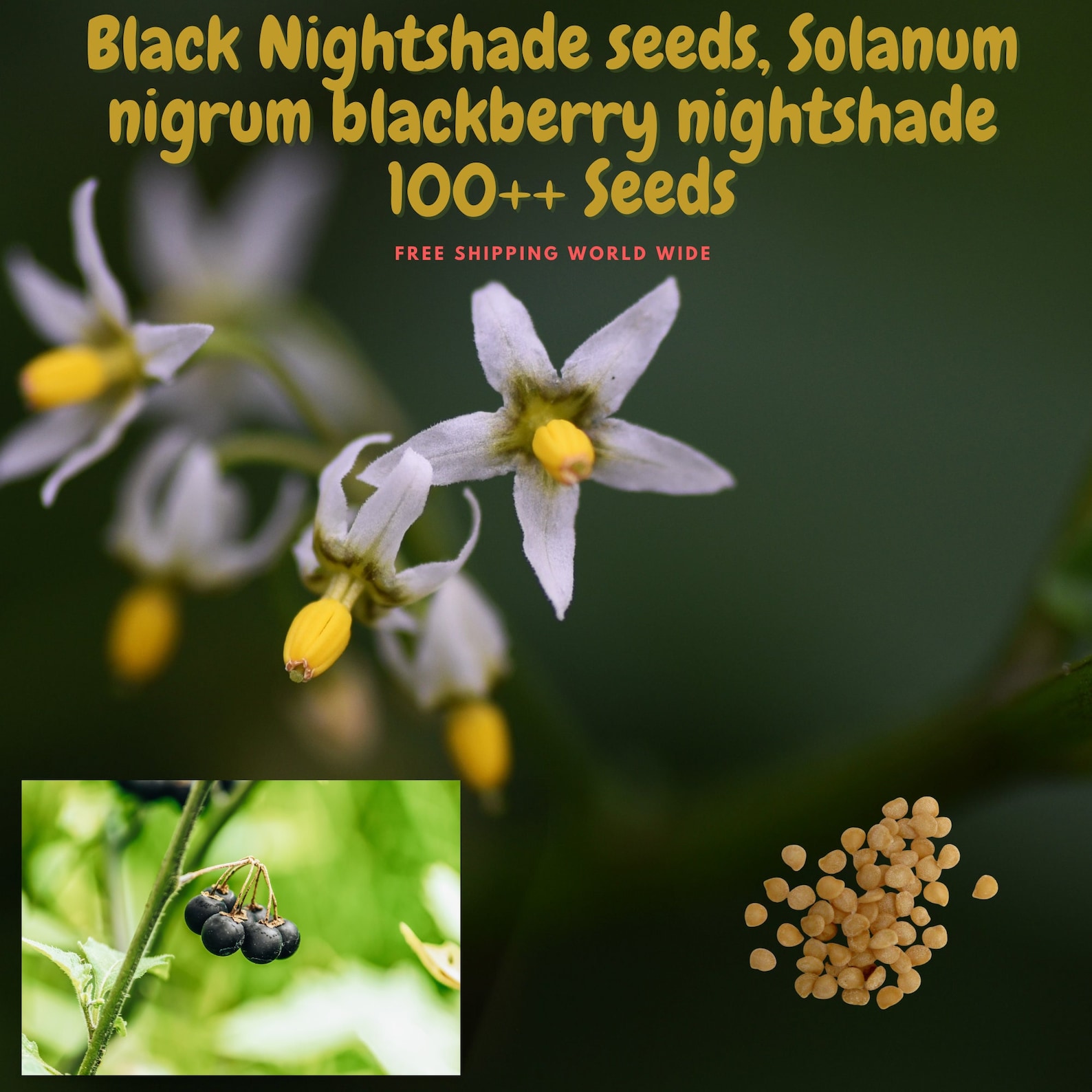 Black Nightshade Seeds Solanum Nigrum Blackberry Nightshade | Etsy