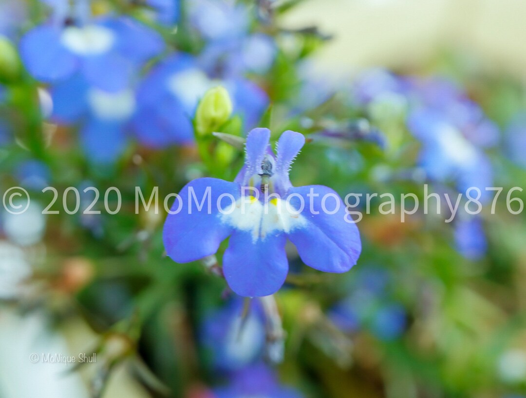 Dainty Blue Flower - Etsy