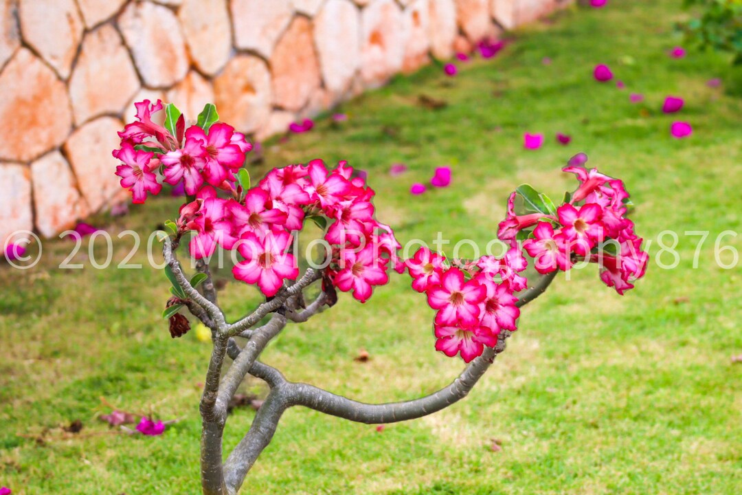 Pink Flower Tree Print - Etsy