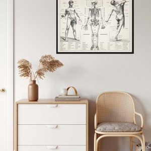 Vintage Anatomy Chart Poster Wall Art Print Medical Medicine Science ...