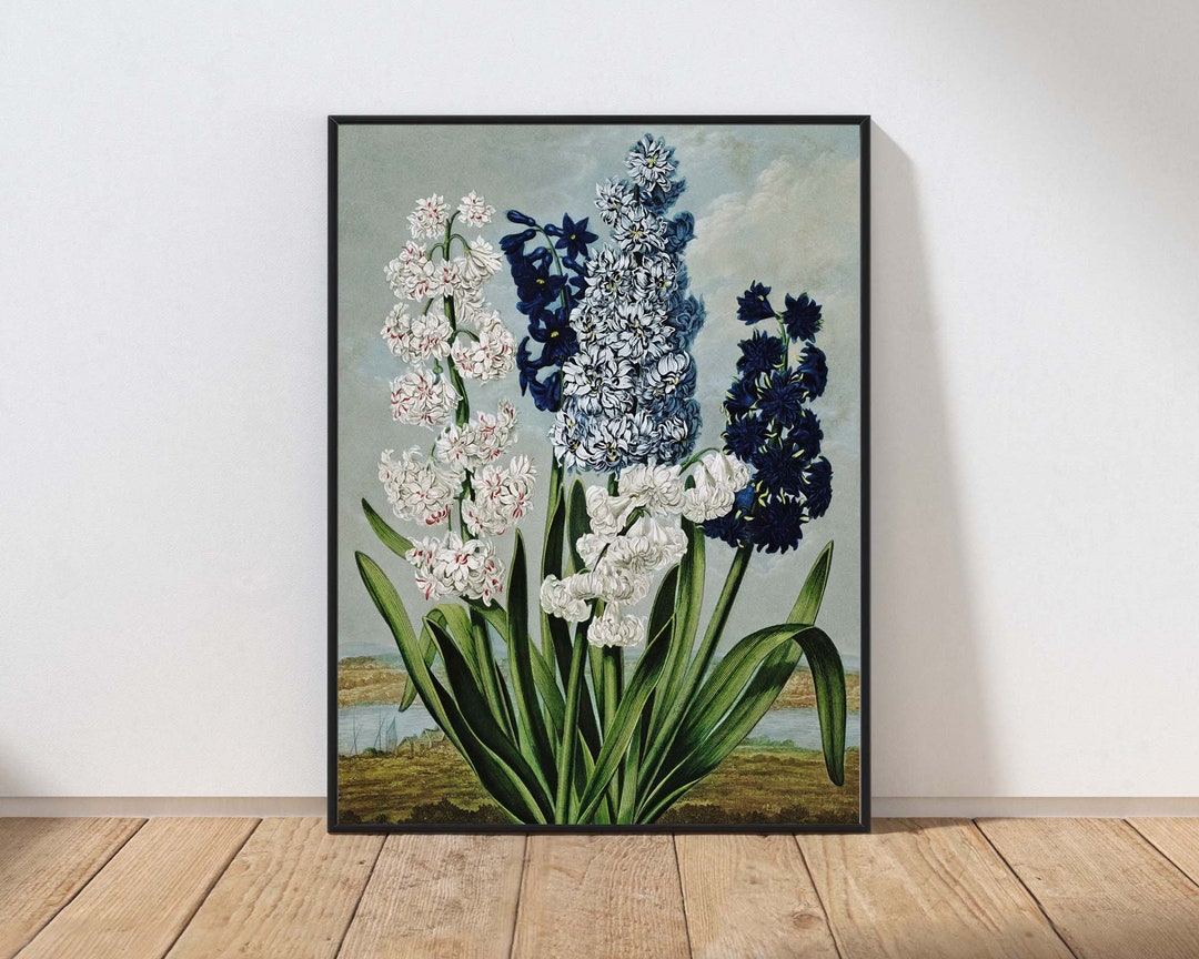 Hyacinth Flower Botanical Print Wall Art Vintage Antique Blue White ...