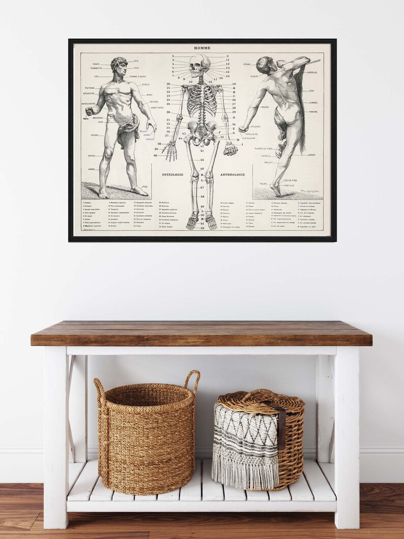 Vintage Anatomy Chart Poster Wall Art Print Medical Medicine Science ...