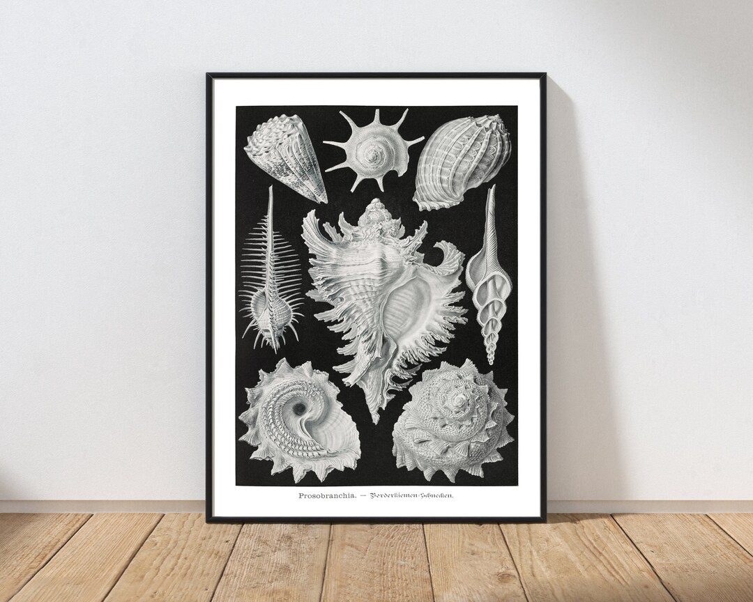 Ernst Haeckel Seashell Wall Art Print Black Background Vintage Antique ...