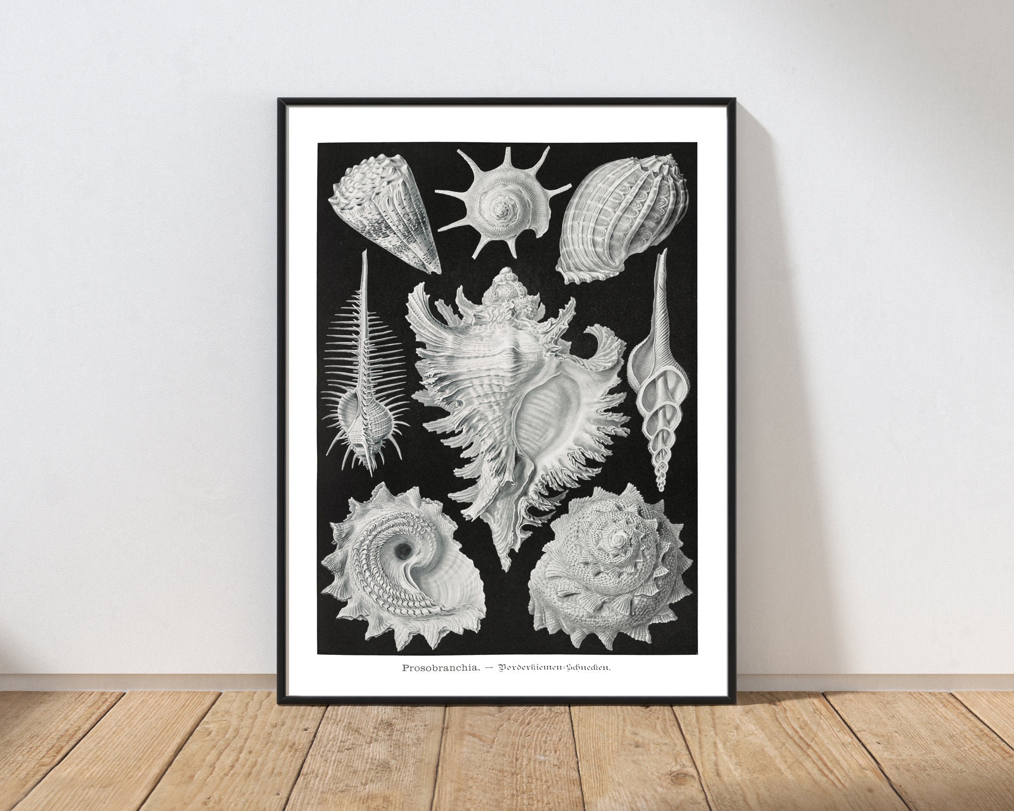 Ernst Haeckel Seashell Wall Art Print Black Background Vintage Antique ...