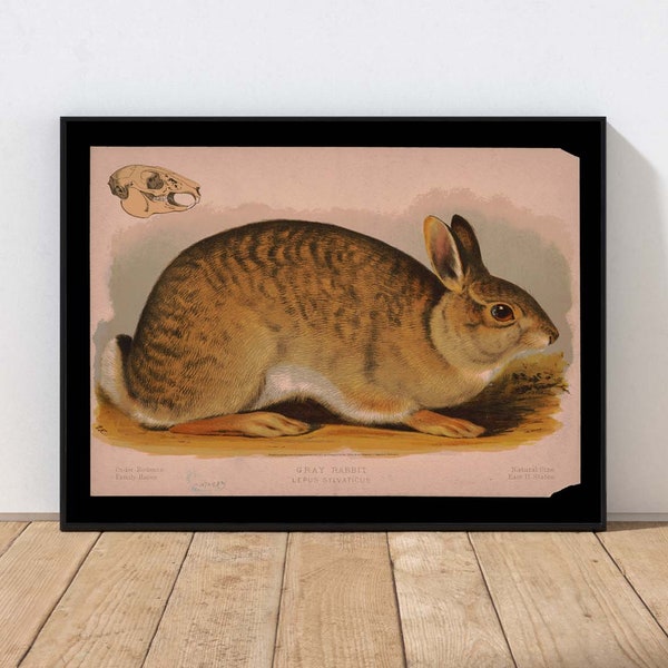 Antique Rabbit Print - Etsy