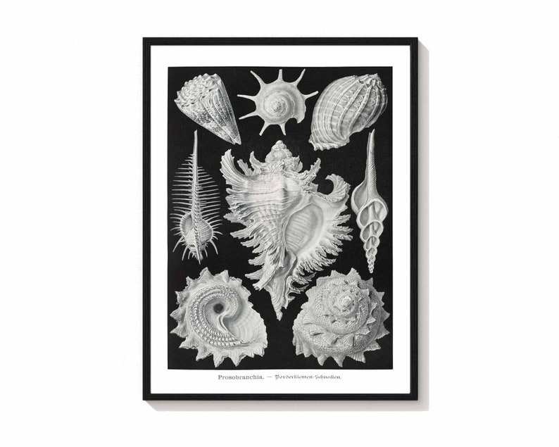 Ernst Haeckel Seashell Wall Art Print Black Background Vintage Antique ...