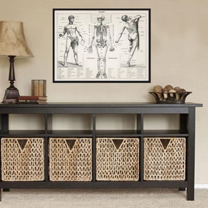 Vintage Anatomy Chart Poster Wall Art Print Medical Medicine Science ...