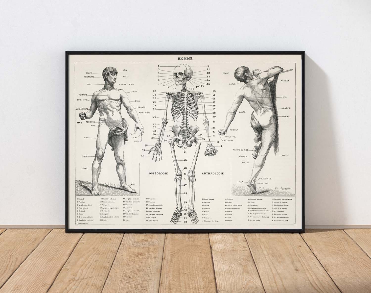 Vintage Anatomy Chart Poster Wall Art Print Medical Medicine Science ...