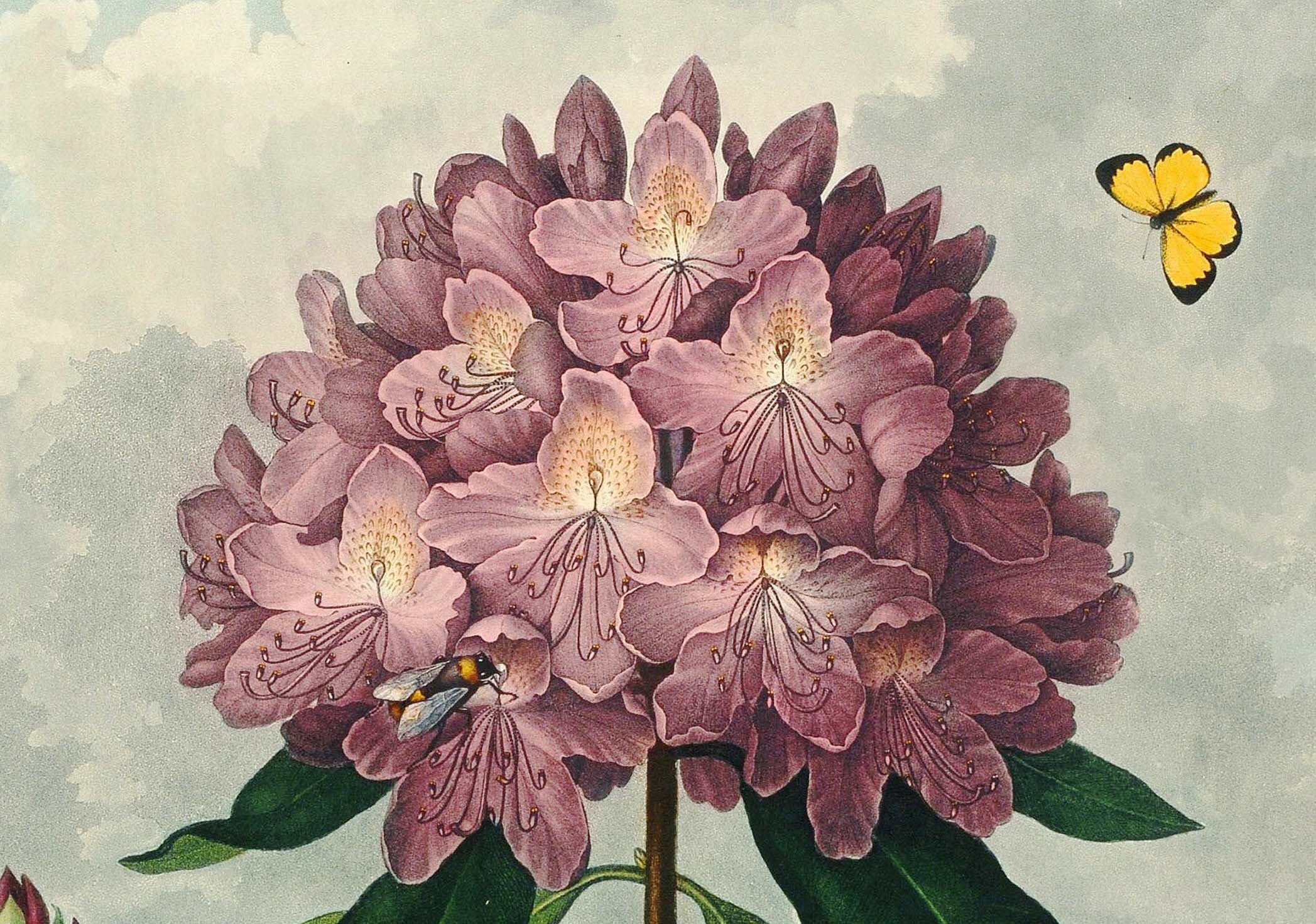 Pink Rhododendron Flower Botanical Print Wall Art Vintage - Etsy