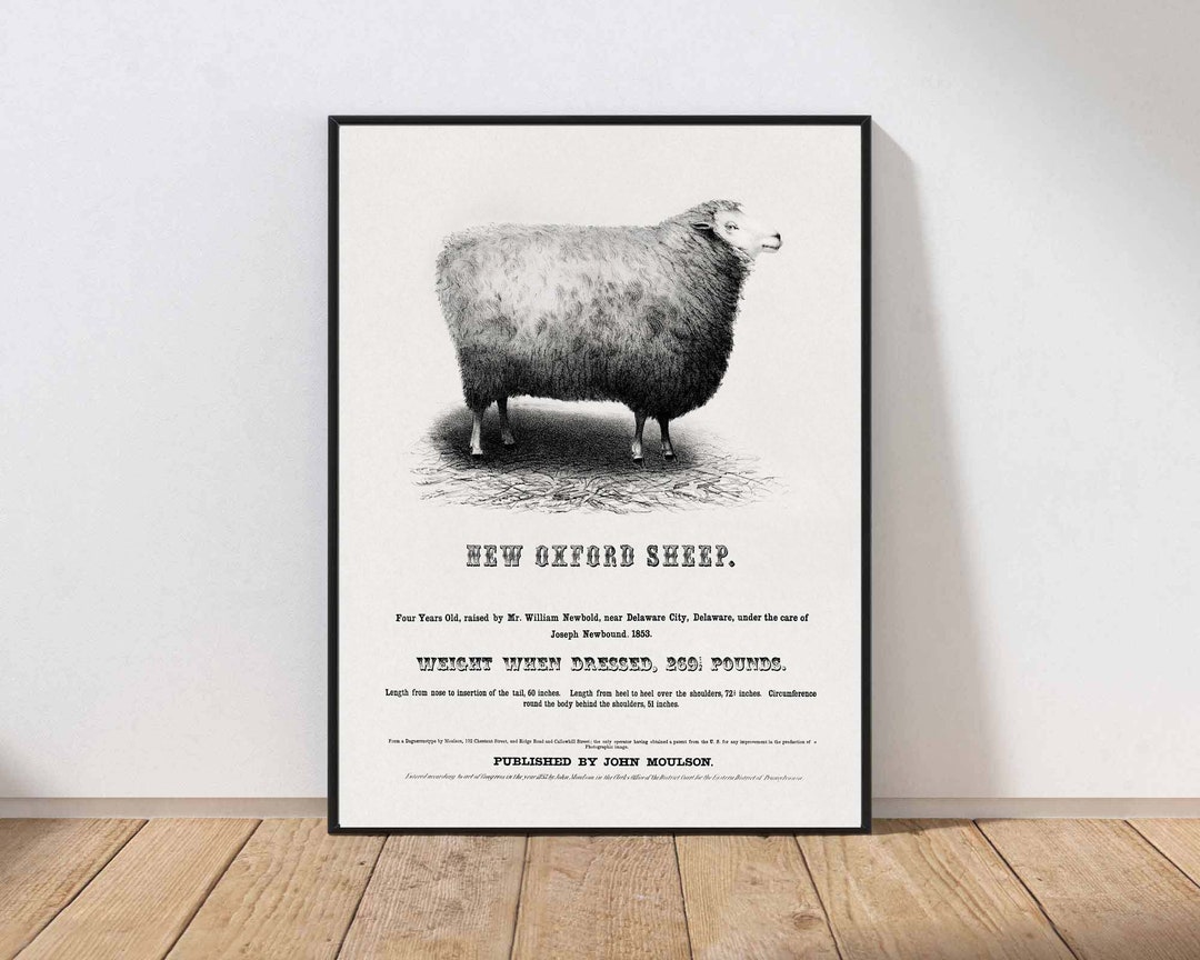 Sheep Vintage Poster Wall Art Farmhouse Decor Farm Animal New Oxford ...