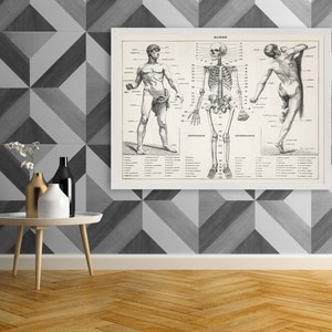 Vintage Anatomy Chart Poster Wall Art Print Medical Medicine Science ...