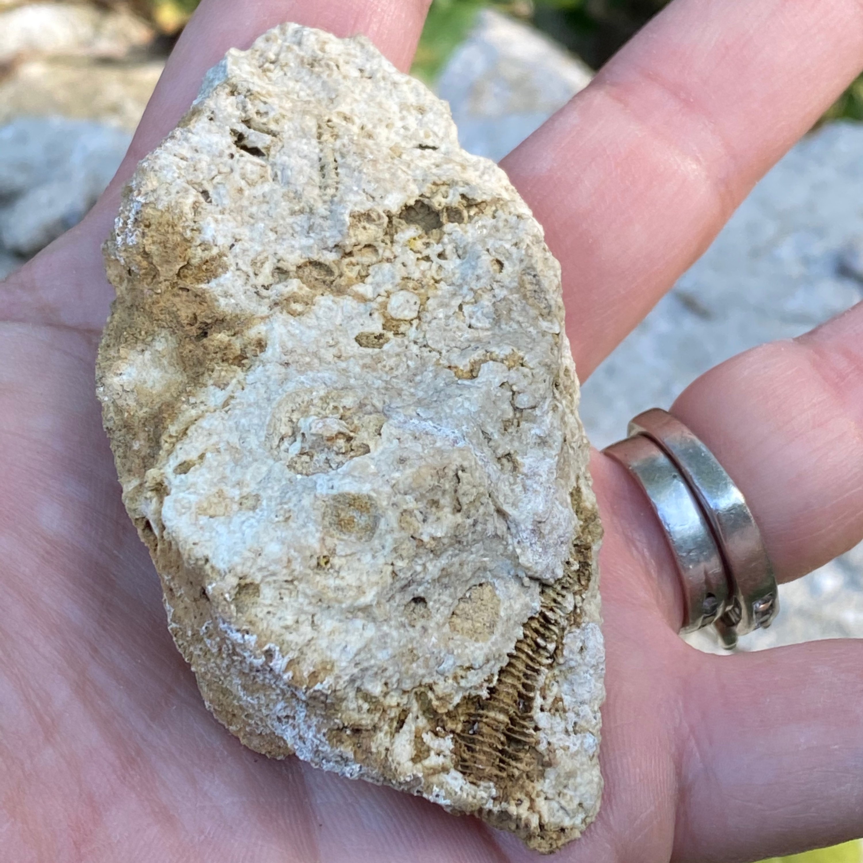 Genuine Real Crinoid Fossil Rock. You will receive a handful | Etsy