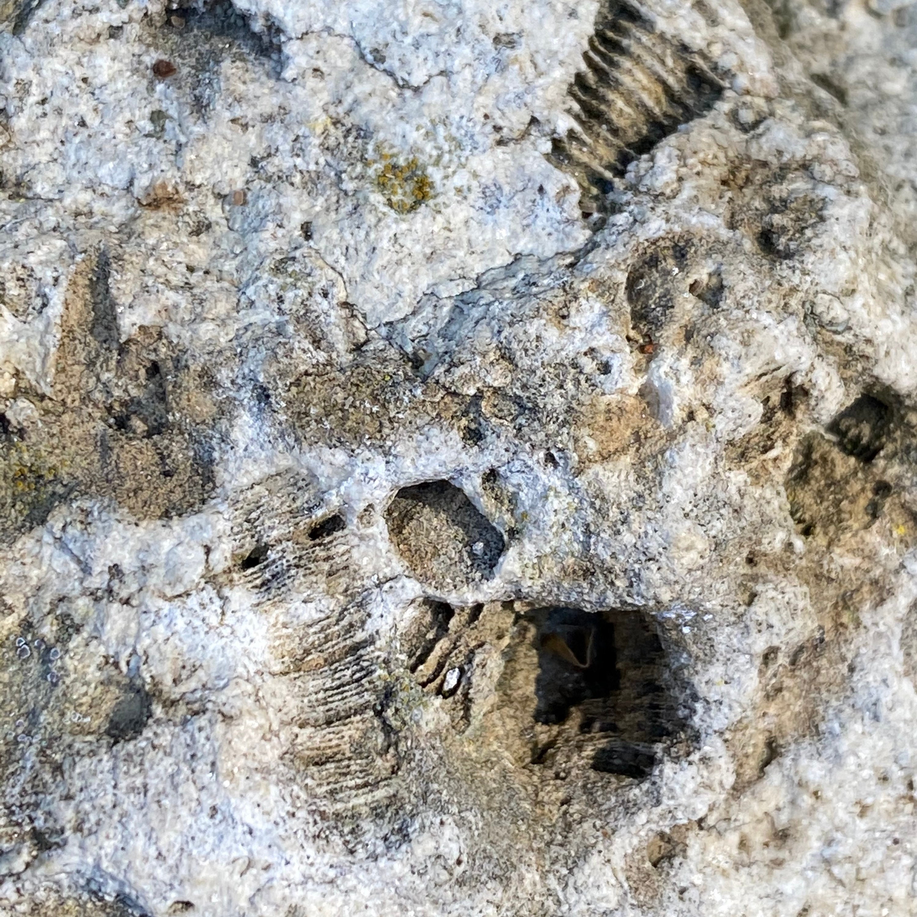 Genuine Real Crinoid Fossil Rock. You will receive a handful | Etsy