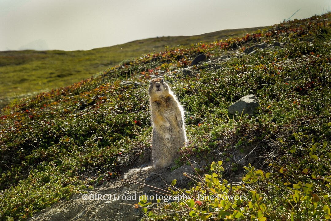 Arctic Gopher - Etsy