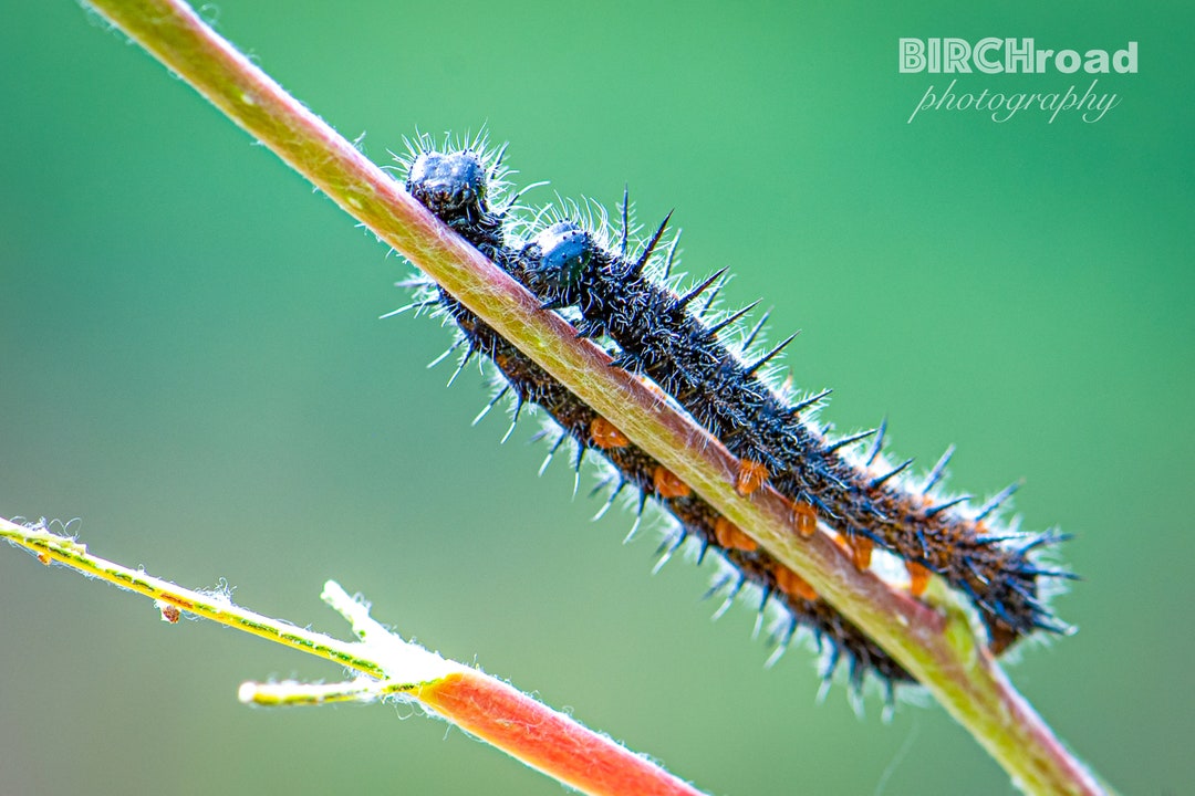 Spiny Elm Caterpillars - Etsy