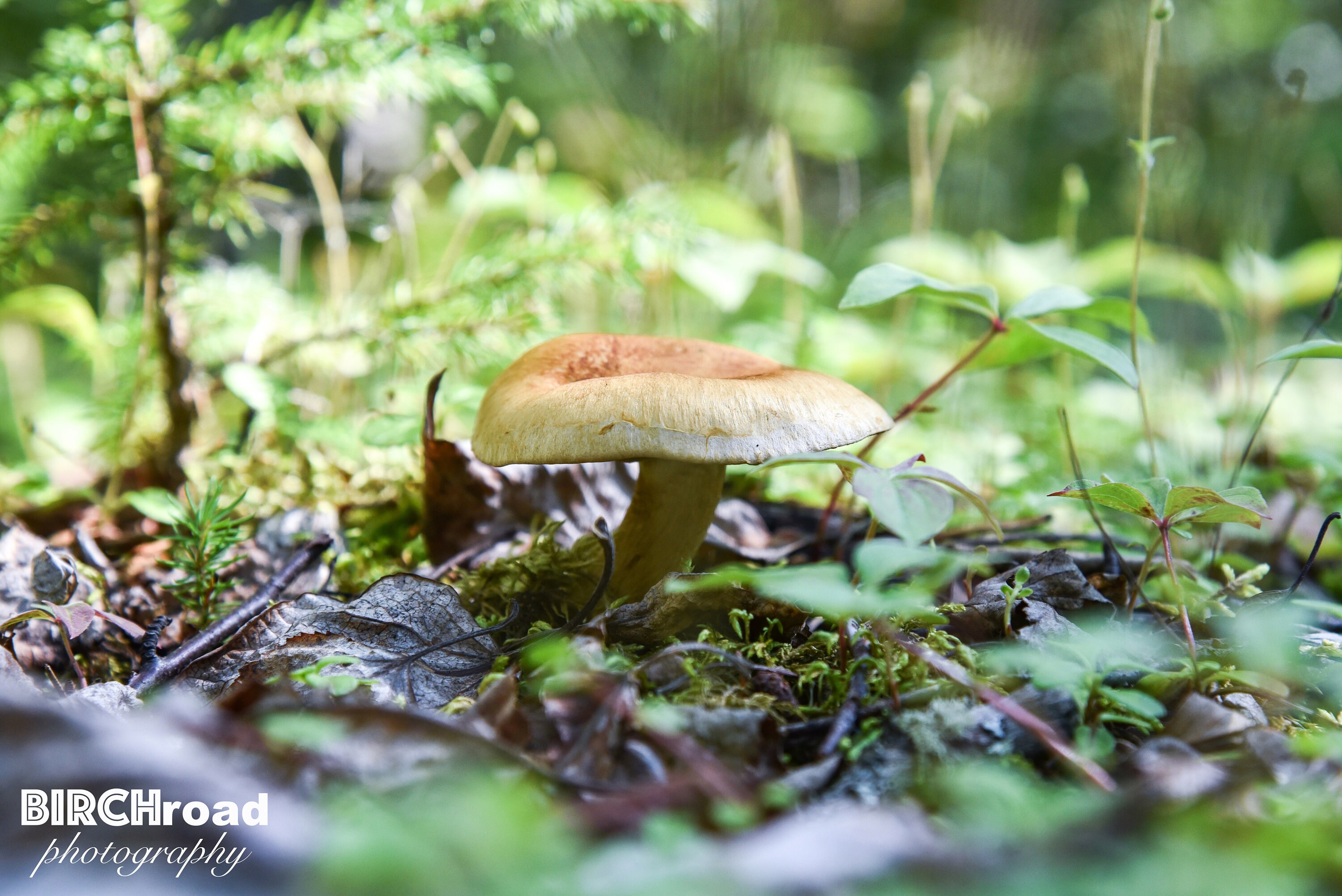 Mushroom Sprout - Etsy
