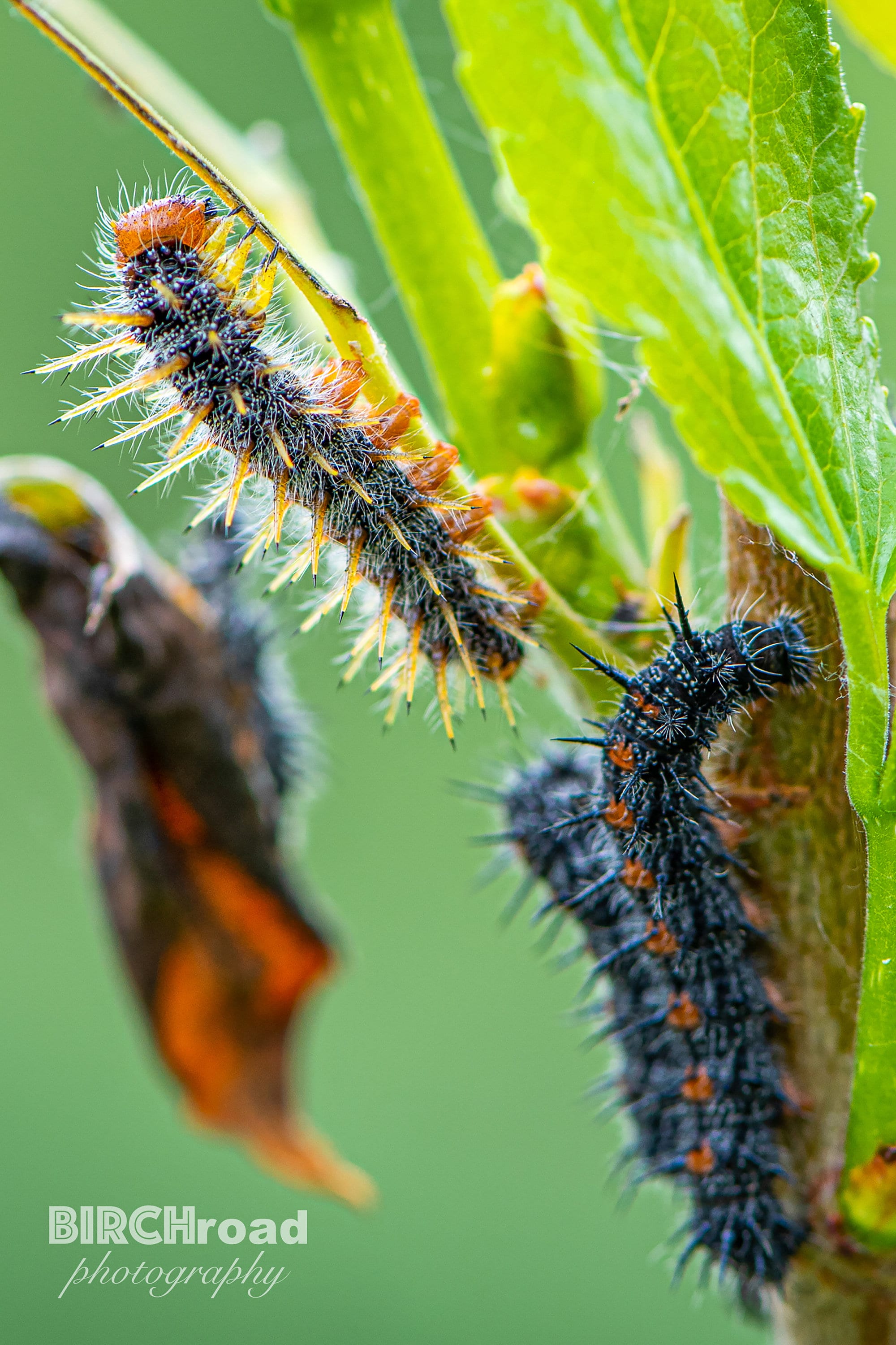 Spiny Elm Caterpillar Climb - Etsy