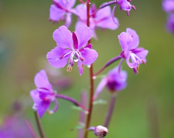 Fireweed and Sunflower Glass Mosaic - Etsy