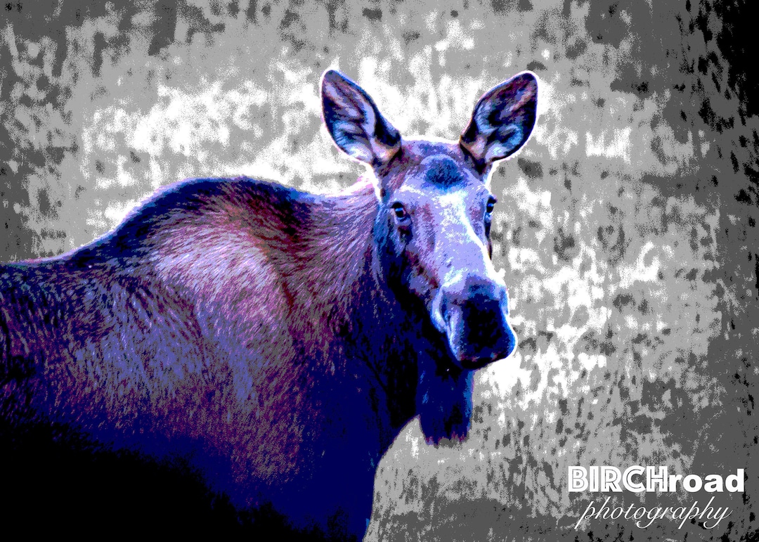 Moose Art - Etsy