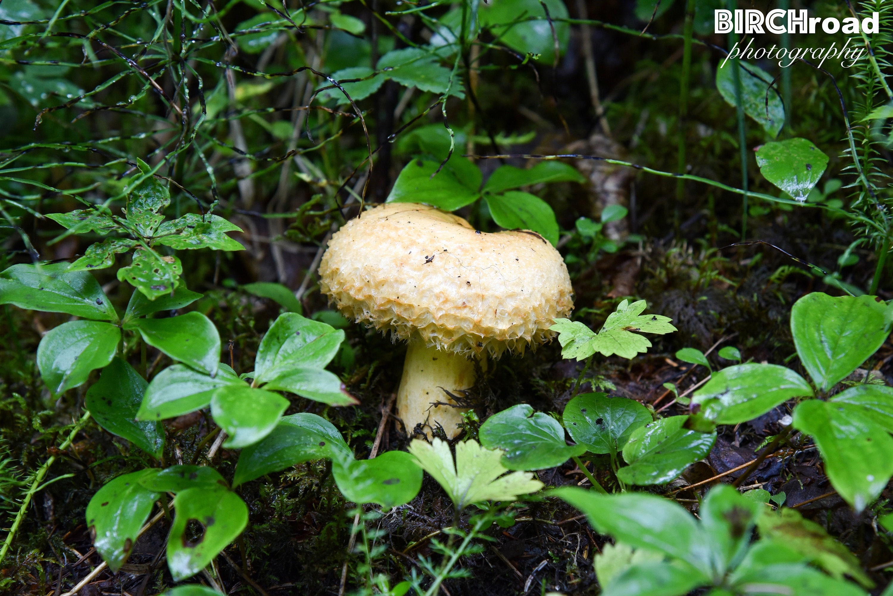 Lace Dress Mushroom - Etsy