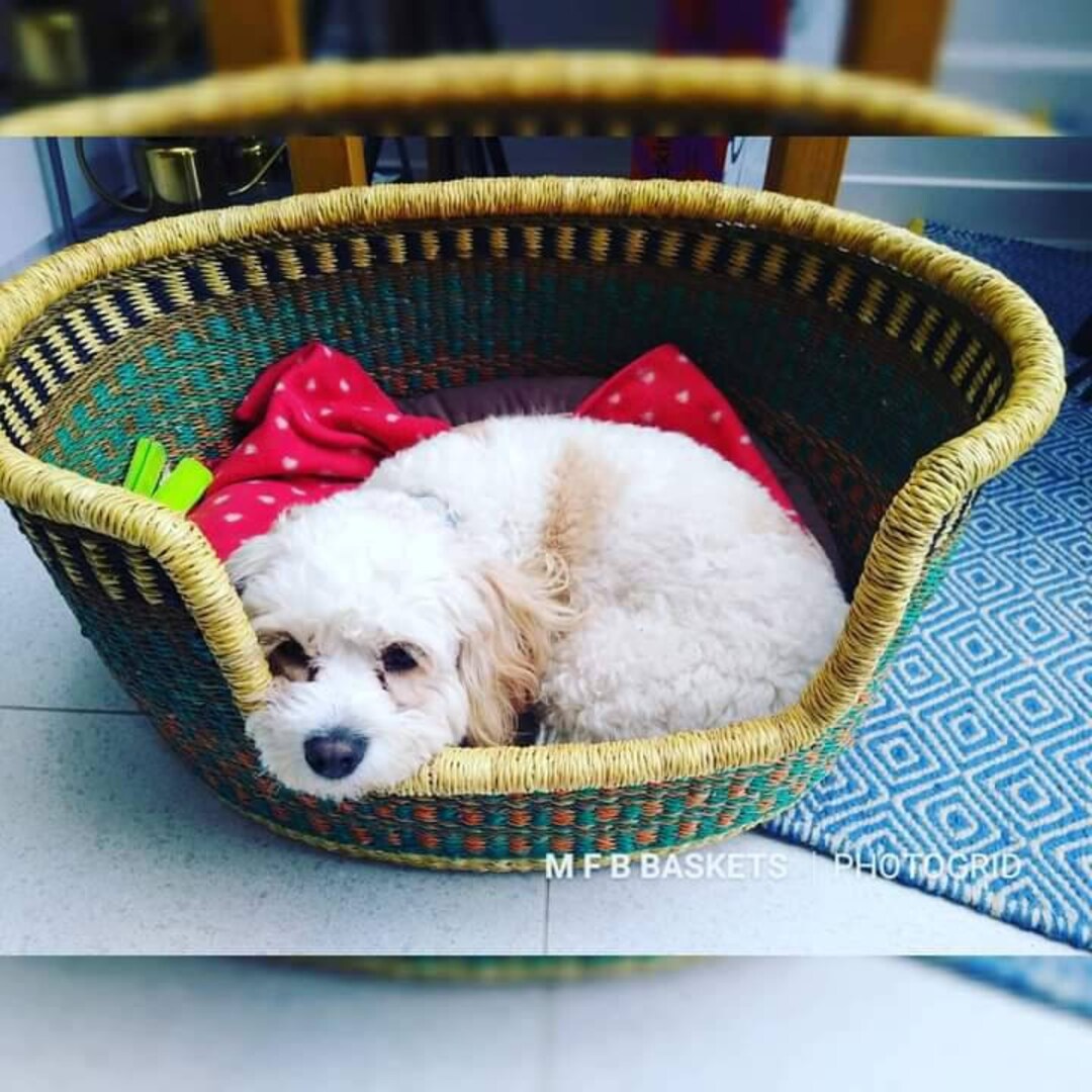 Pet Basket Bassinet - Etsy