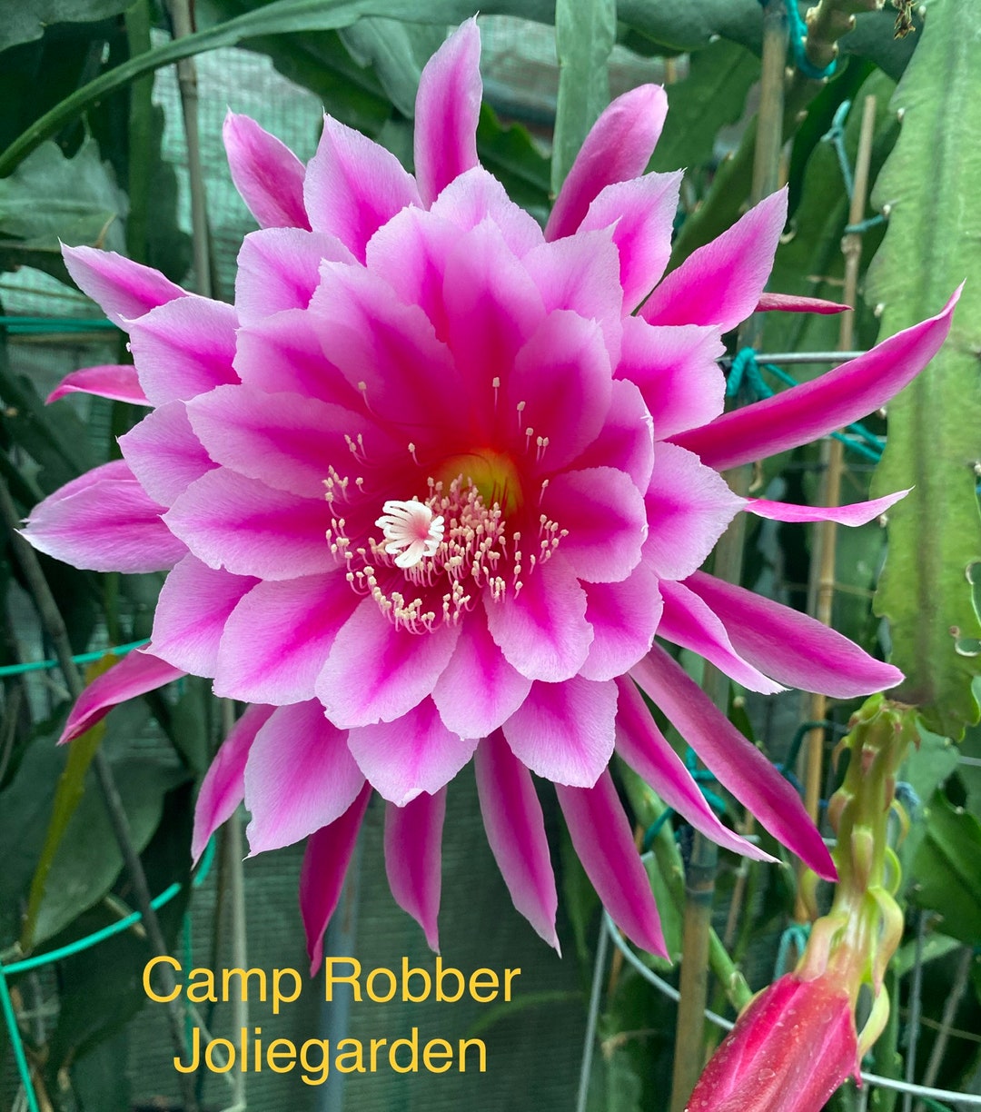 Epiphyllums camp Robber Cutting for Sale - Etsy