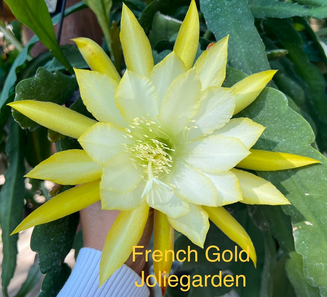 Epiphyllum ''french Gold Cutting for Sale - Etsy