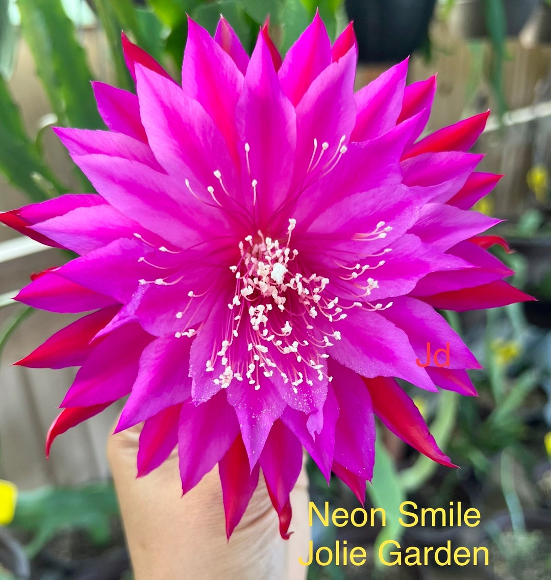 Epiphyllum “neon Smile” Cutting for Sale - Etsy