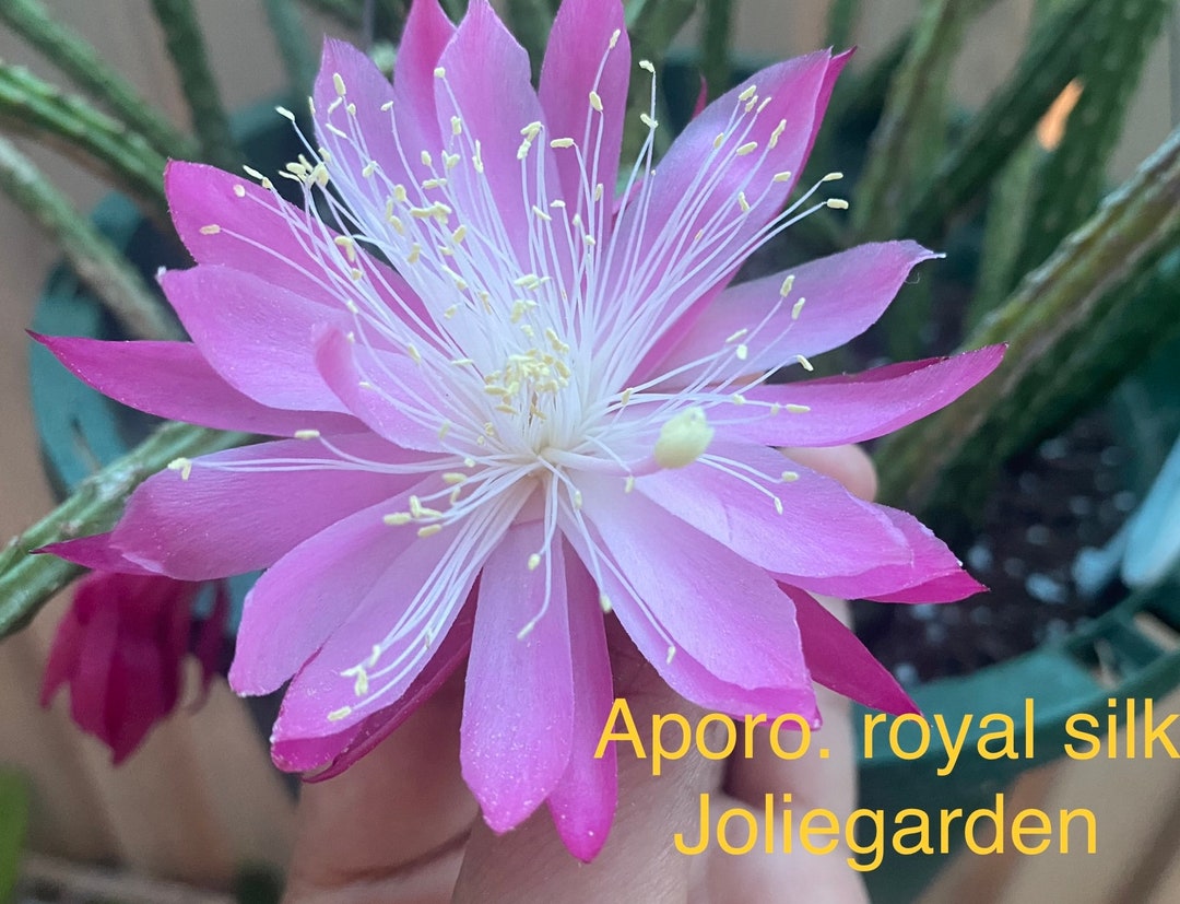 Aporophyllum “royal Silk” Cutting for Sale (set of 2 Cuttings) - Etsy