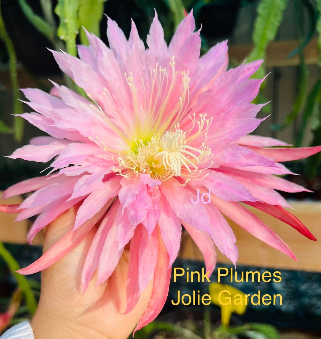 Epiphyllums “pink Plume” Cutting for Sale - Etsy